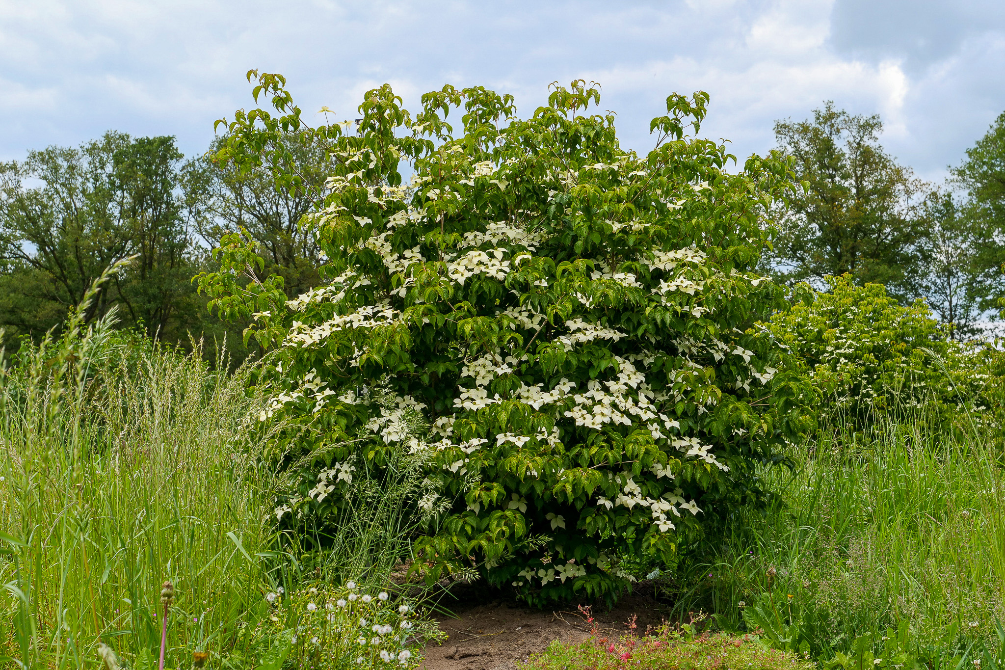 Cornus kousa | Kousa dogwood - Van den Berk Nurseries